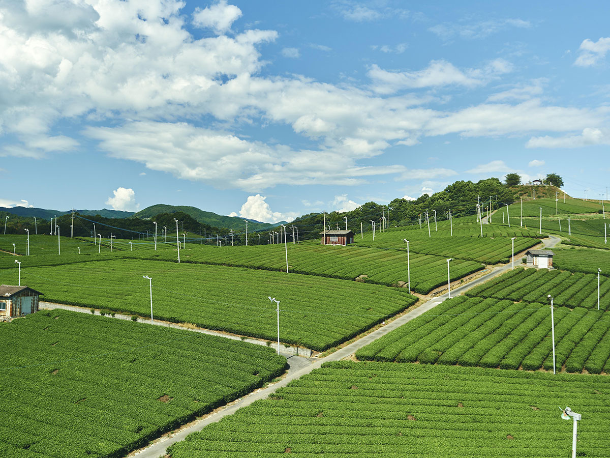 Yame central tea plantation | KYUSHU x TOKYO (JAPAN)